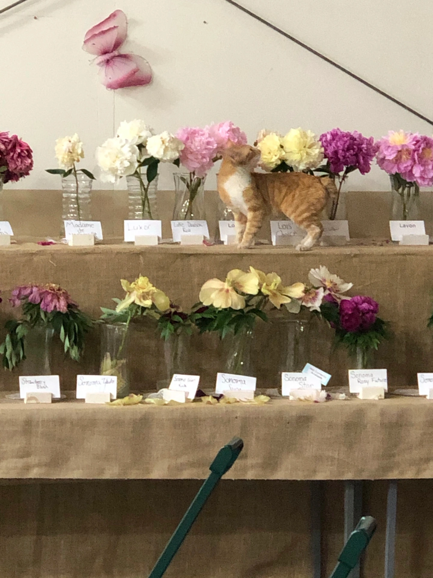 About Us - Adelman Peony Gardens | Family-Owned Since 1995