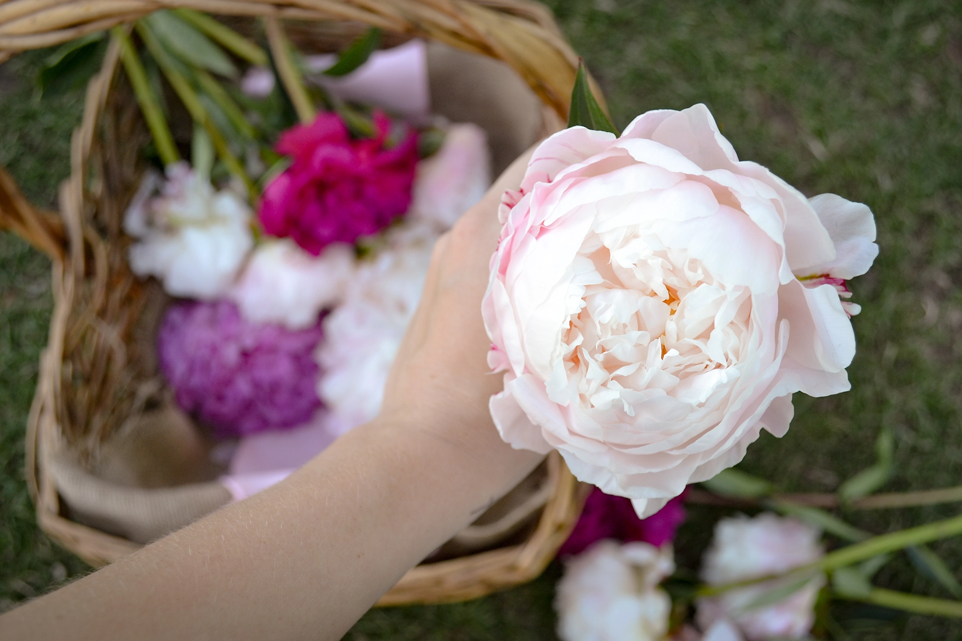 Cut Peony Flower Care Guide - Keep Blooms Fresh Longer | Adelman