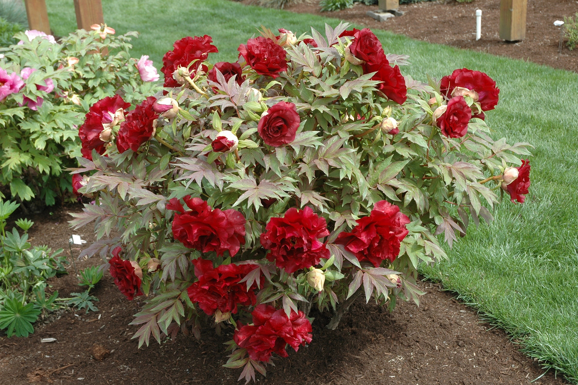 Types of Peonies - Herbaceous, Itoh & Tree | Adelman Peony Gardens