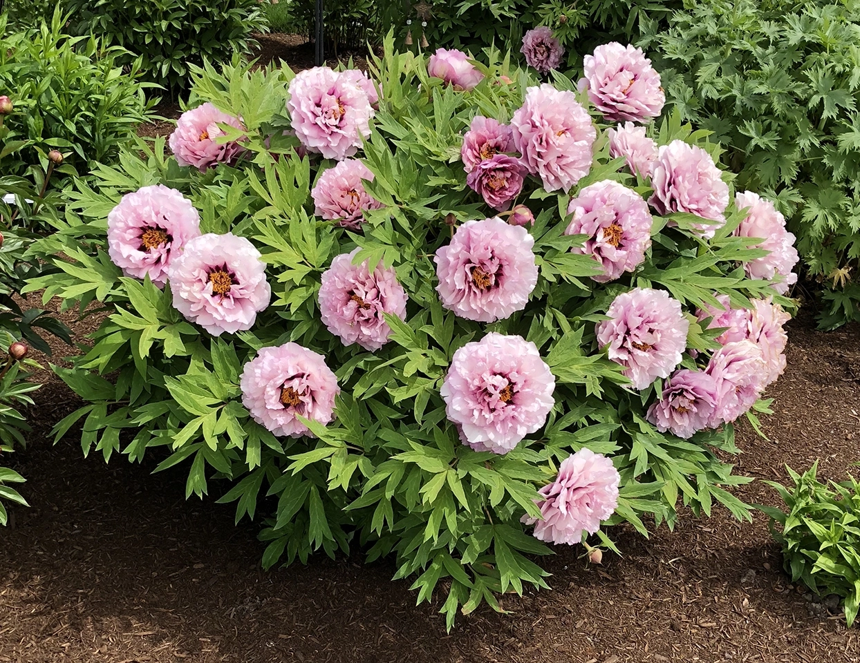 Types of Peonies - Herbaceous, Itoh & Tree | Adelman Peony Gardens